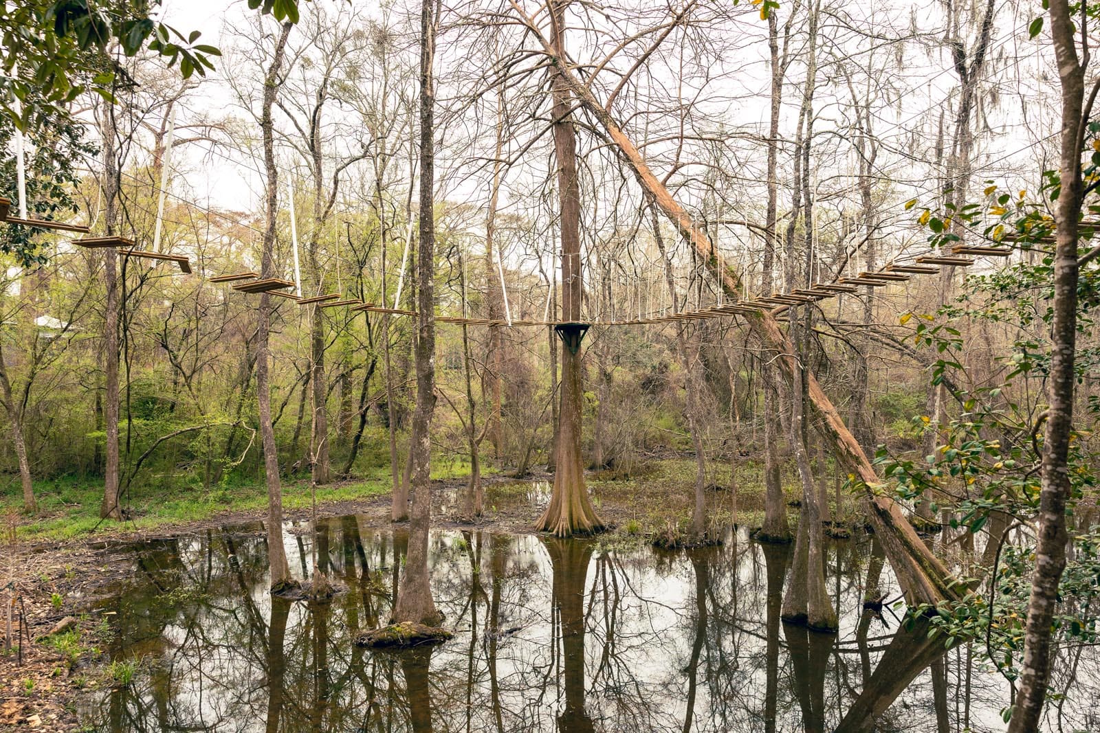 Gallery | TreeFrogs Adventure Park